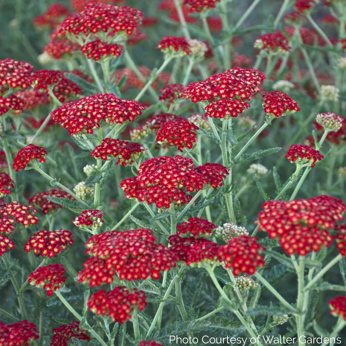 red yarrow bloom time
