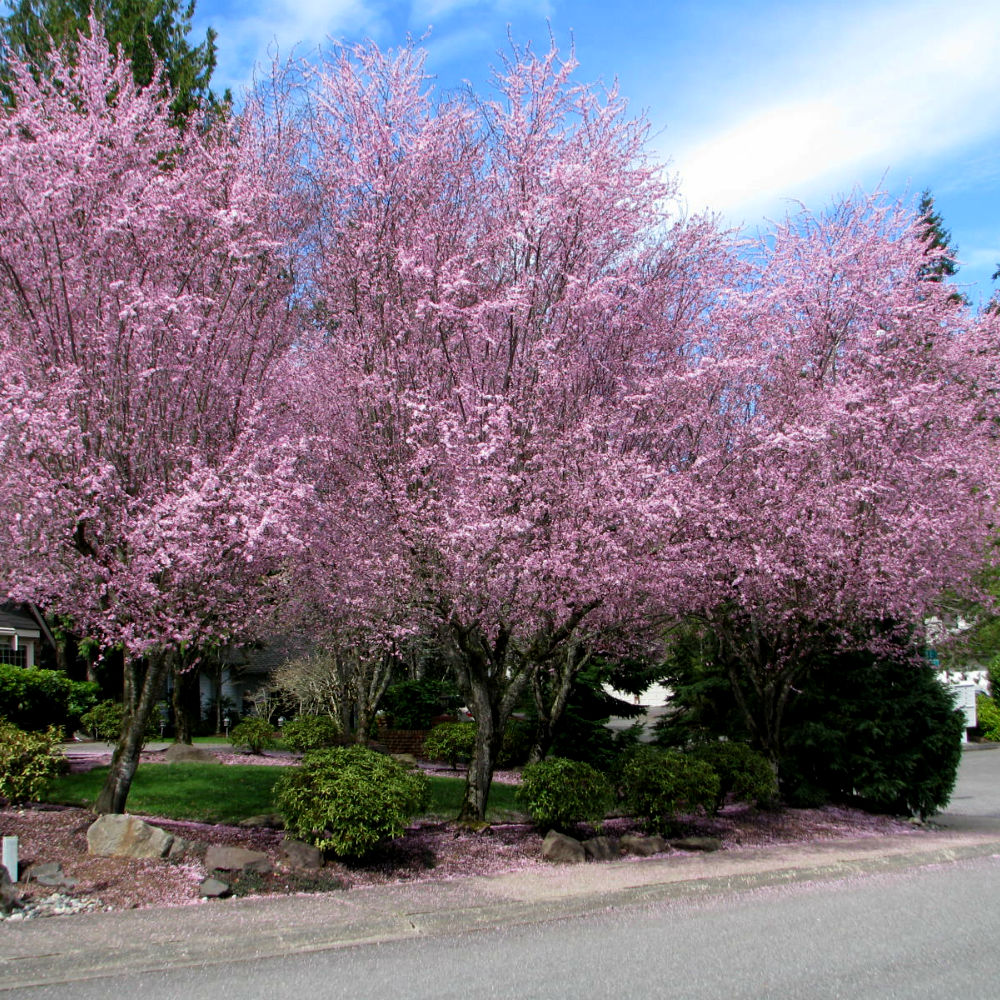 Flowering Plum Tree