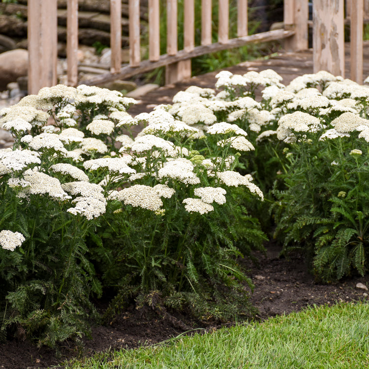Achillea 'Firefly Diamond' - Yarrow – New Blooms Nursery