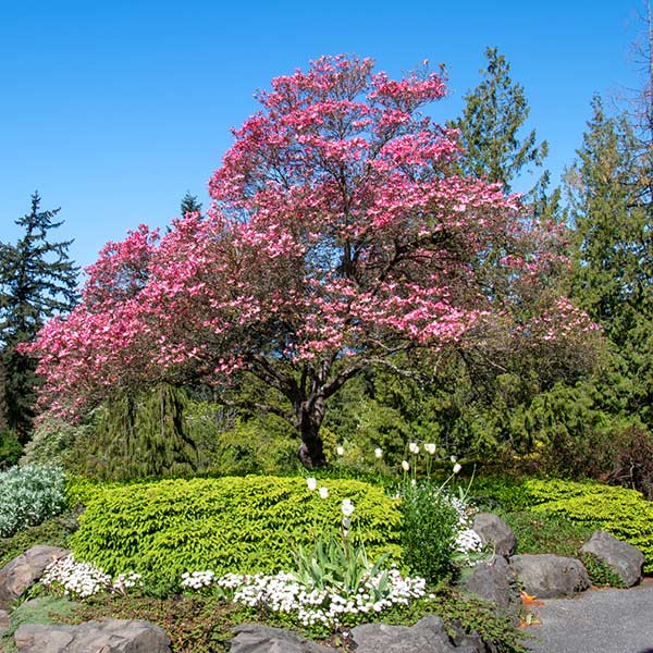 Apache Red Dogwood – New Blooms Nursery