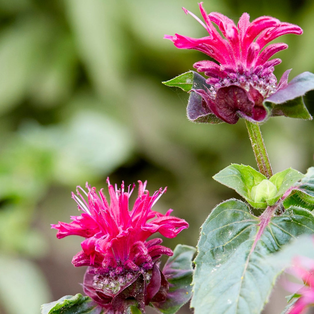 Monarda Bee-True - Bee Balm – New Blooms Nursery