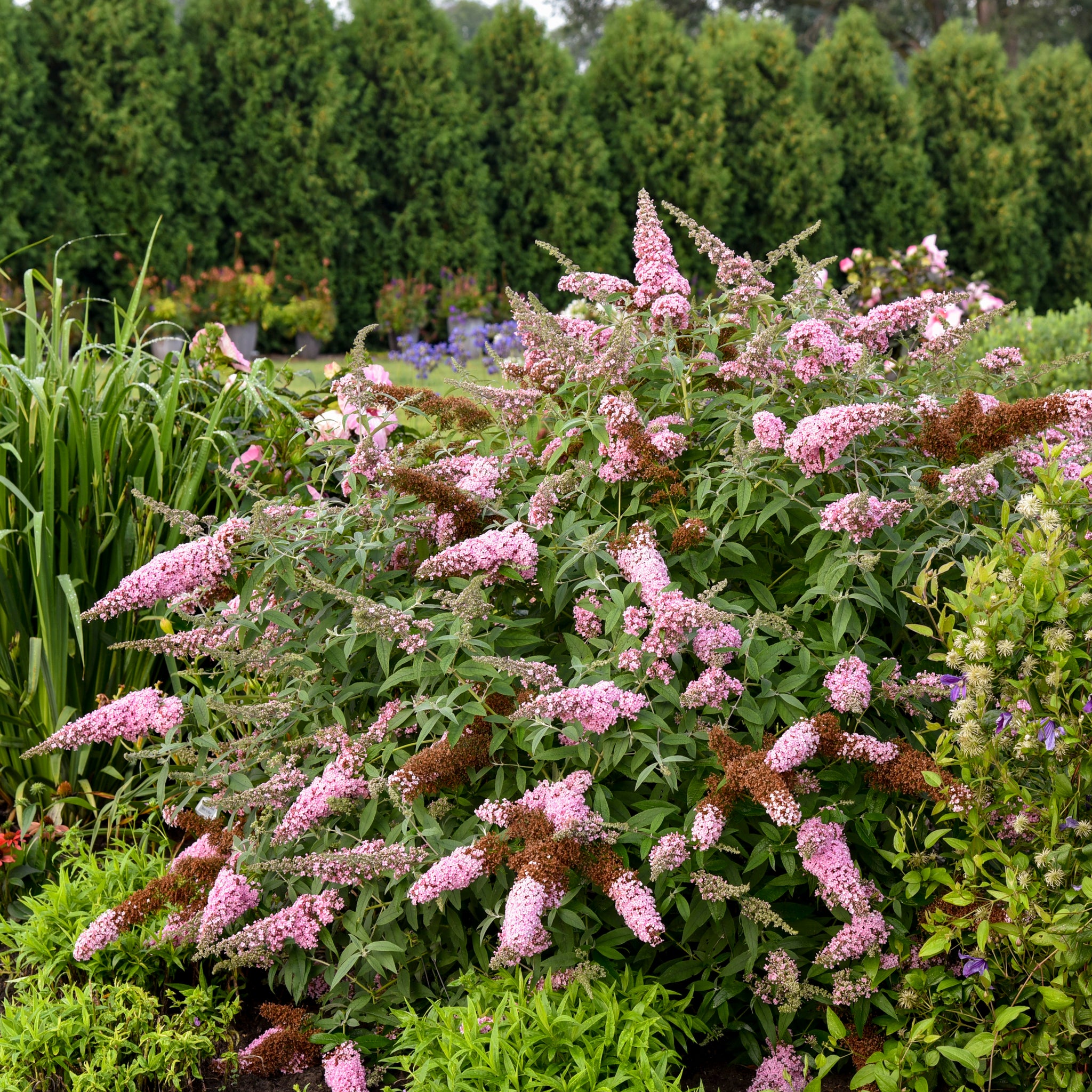 Buddleia Princess Pink - Butterfly Bush – New Blooms Nursery