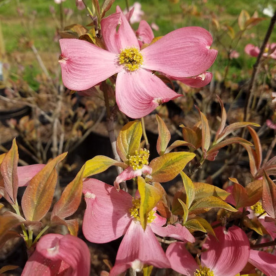 Cherokee Sunset Flowering Dogwood – New Blooms Nursery
