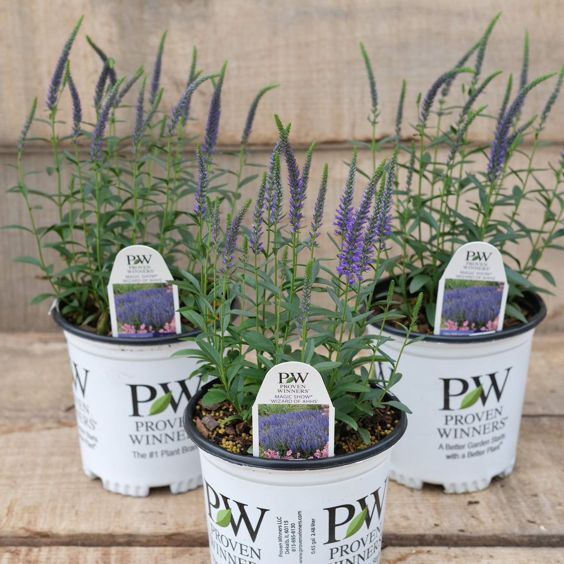 Veronica 'Wizard of Ahhs' - Spike Speedwell – New Blooms Nursery