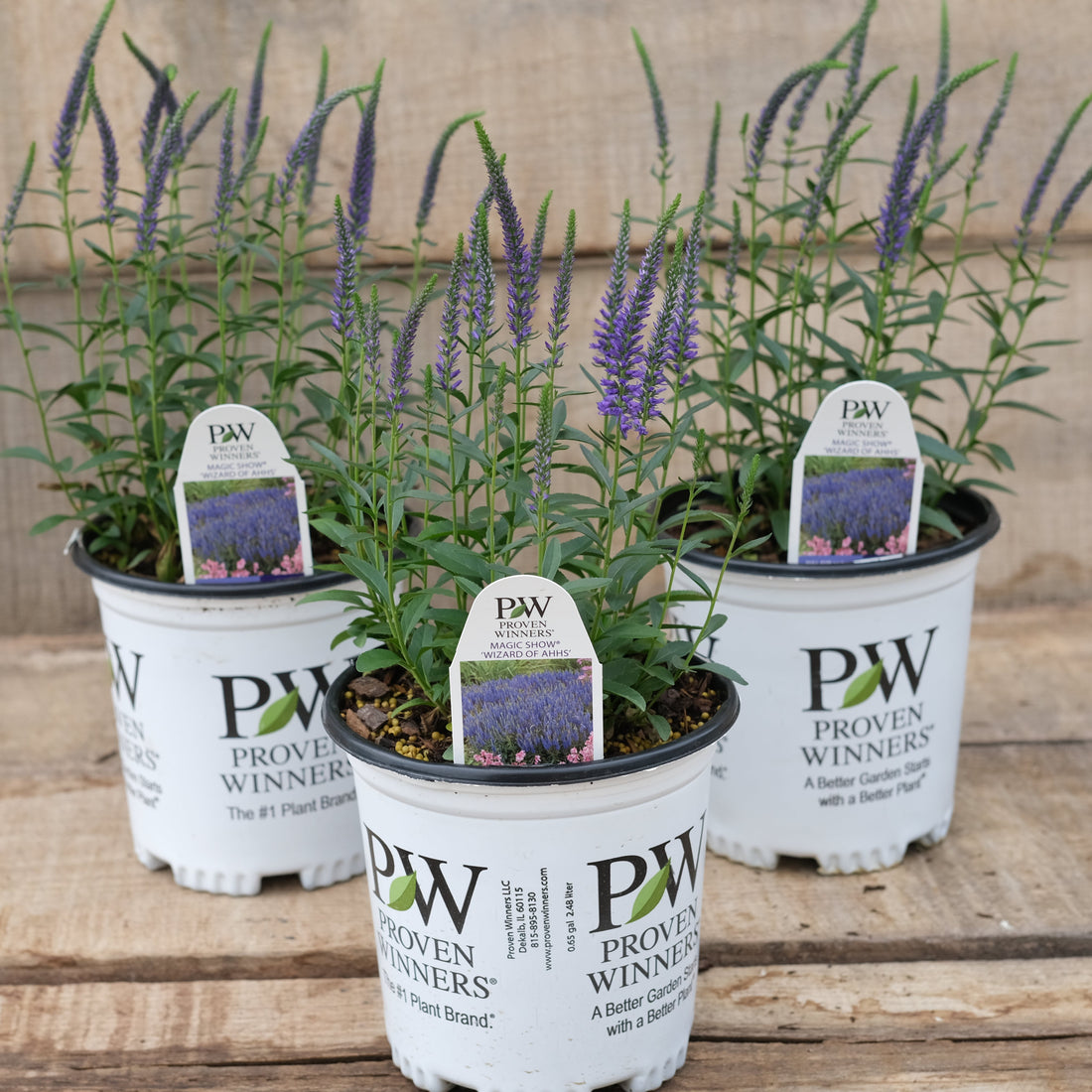 Veronica 'Wizard of Ahhs' - Spike Speedwell – New Blooms Nursery