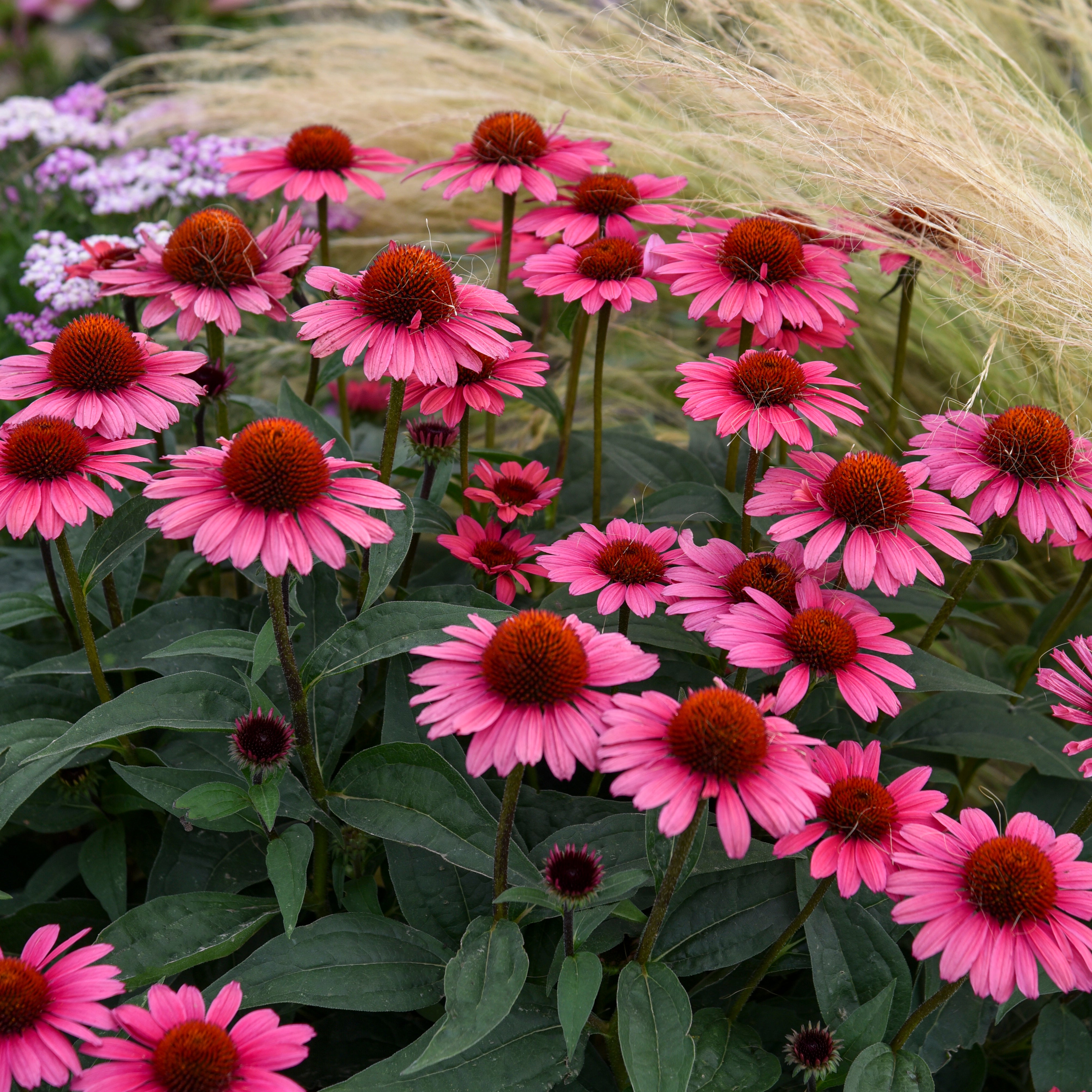 Echinacea Eye-Catcher® Coral Craze - Coneflower – New Blooms Nursery