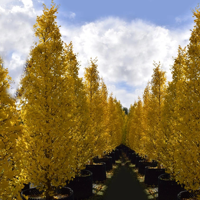 Goldspire Ginkgo Tree – New Blooms Nursery