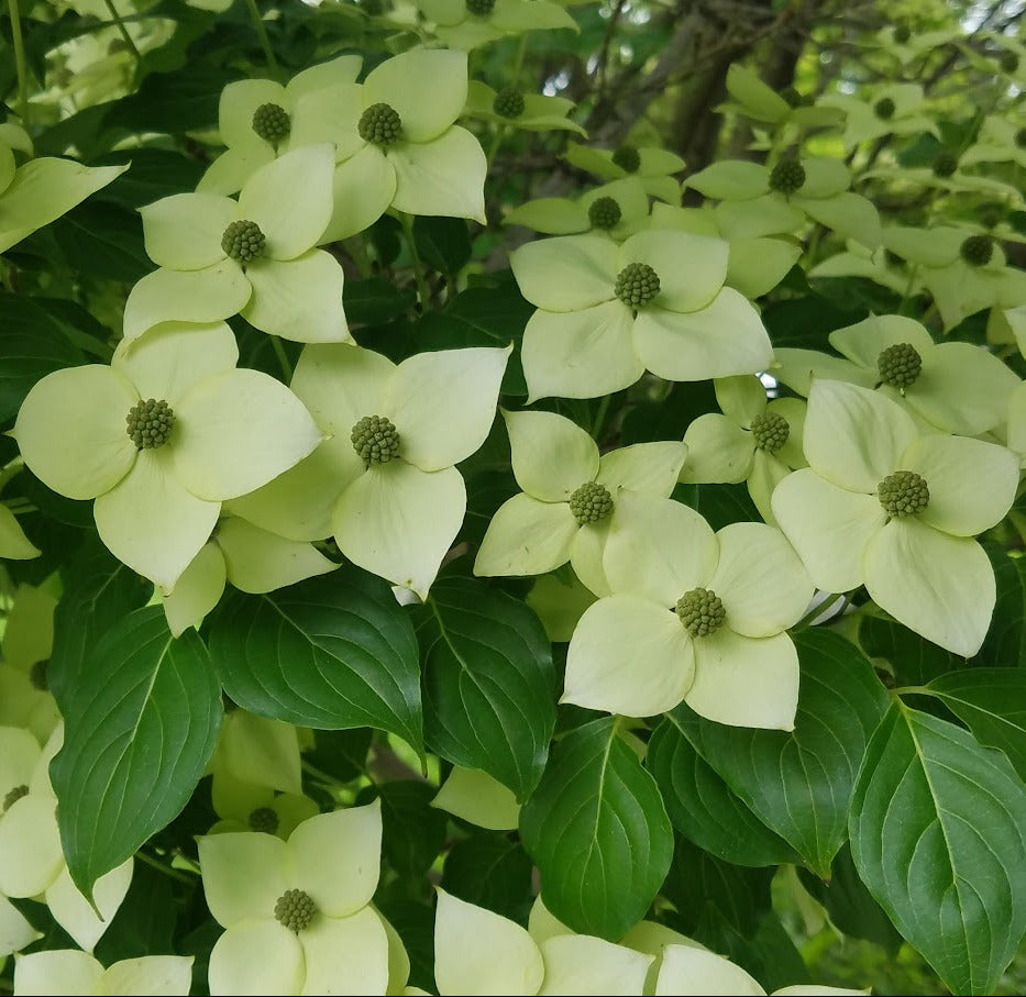 Greensleeves Kousa Dogwood – New Blooms Nursery