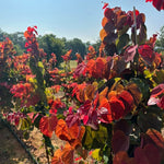 Hearts A'fire Redbud – New Blooms Nursery