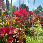 Hearts A'fire Redbud – New Blooms Nursery