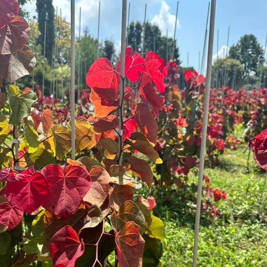 Hearts A'fire Redbud – New Blooms Nursery