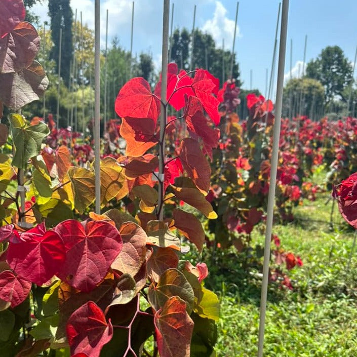 Hearts A'fire Redbud – New Blooms Nursery