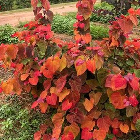 Hearts A'fire Redbud – New Blooms Nursery