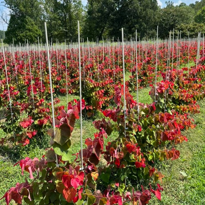 Hearts A'fire Redbud – New Blooms Nursery
