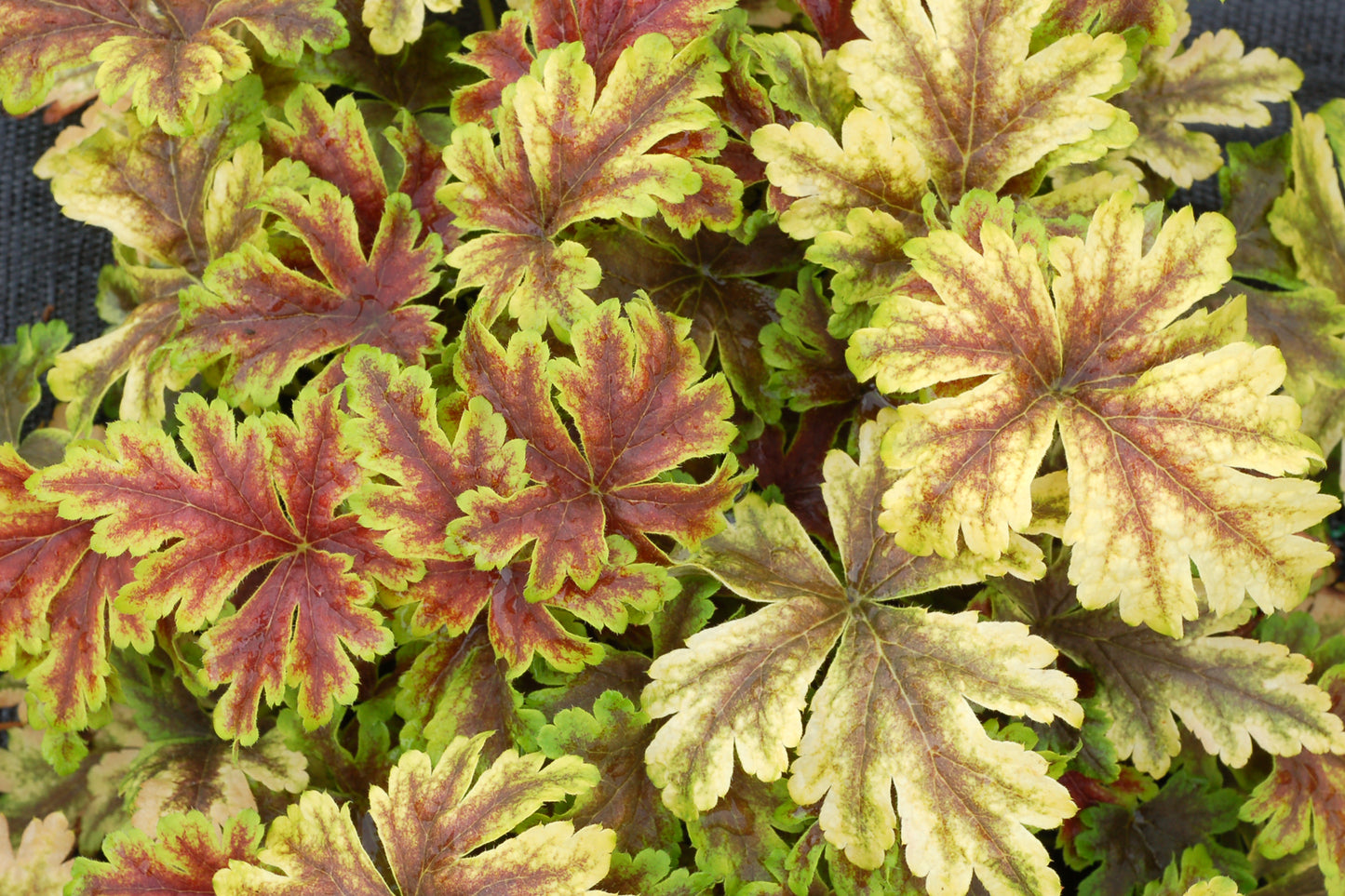 Heucherella Gold Zebra - Foamy Bells – New Blooms Nursery
