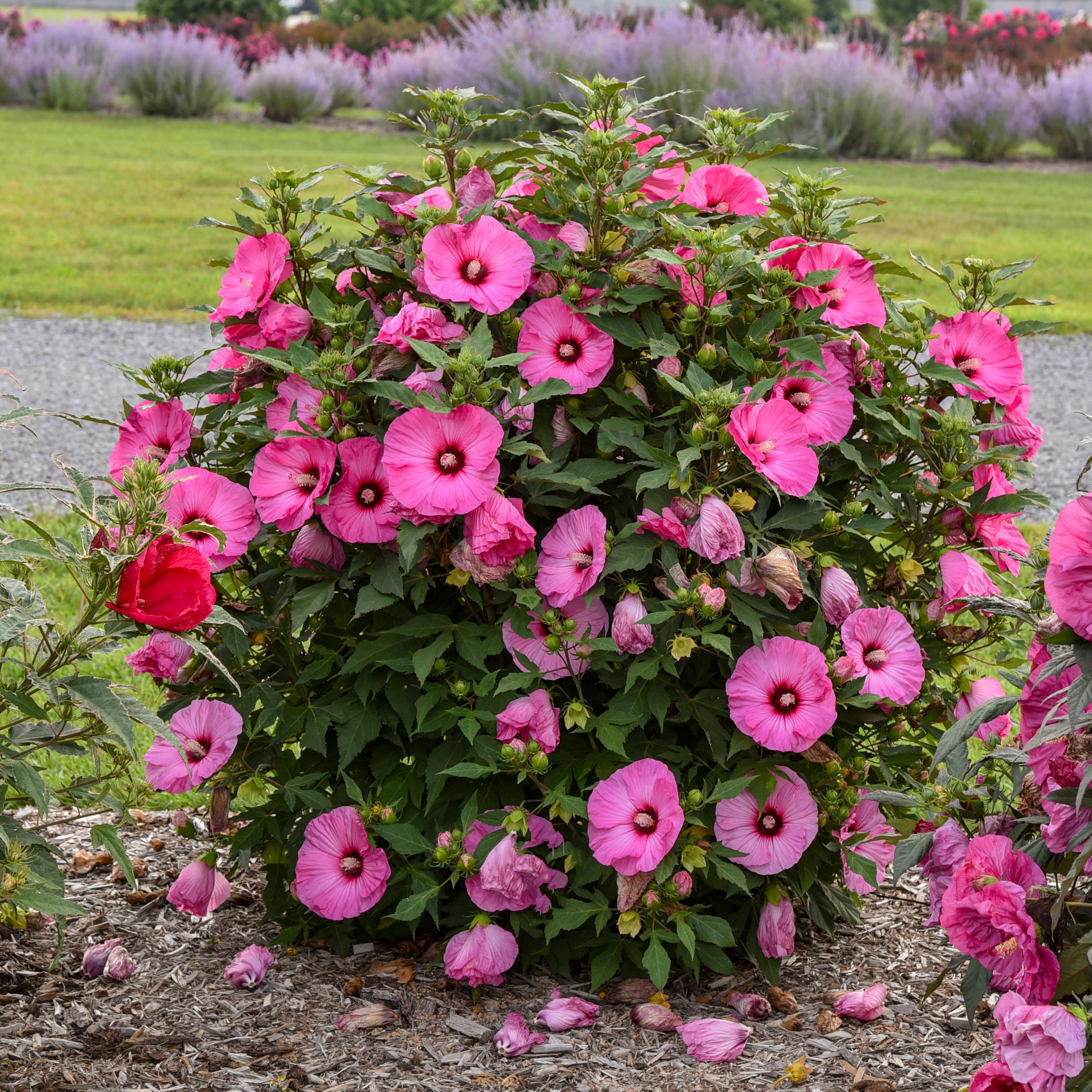 Hibiscus - Candy Crush – New Blooms Nursery