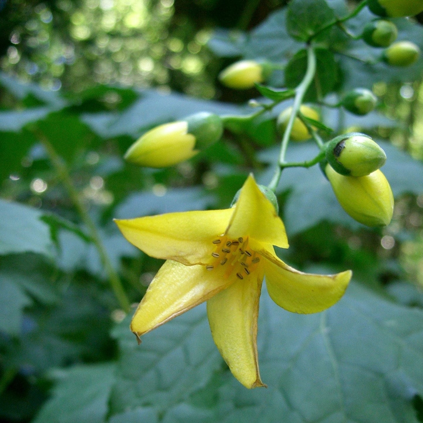 Yellow Wax Bells - Kirengeshoma palmata – New Blooms Nursery