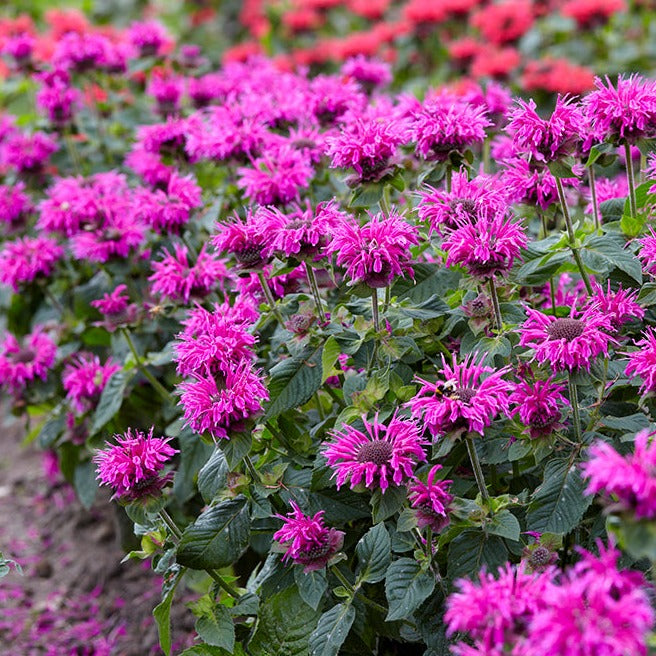 Monarda Bee-Free - Bee Balm – New Blooms Nursery