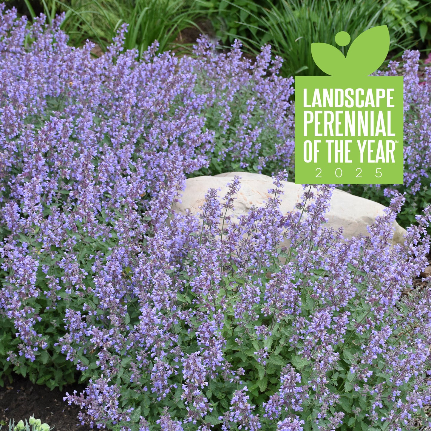 Nepeta faassenii Cat's Meow - Catmint – New Blooms Nursery