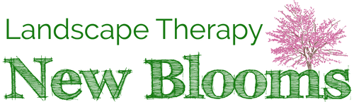 Exclamation!™ London Planetree - Sycamore – New Blooms Nursery