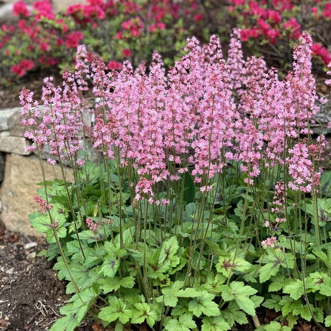 Heucherella Pink Revolution - Foamy Bells – New Blooms Nursery