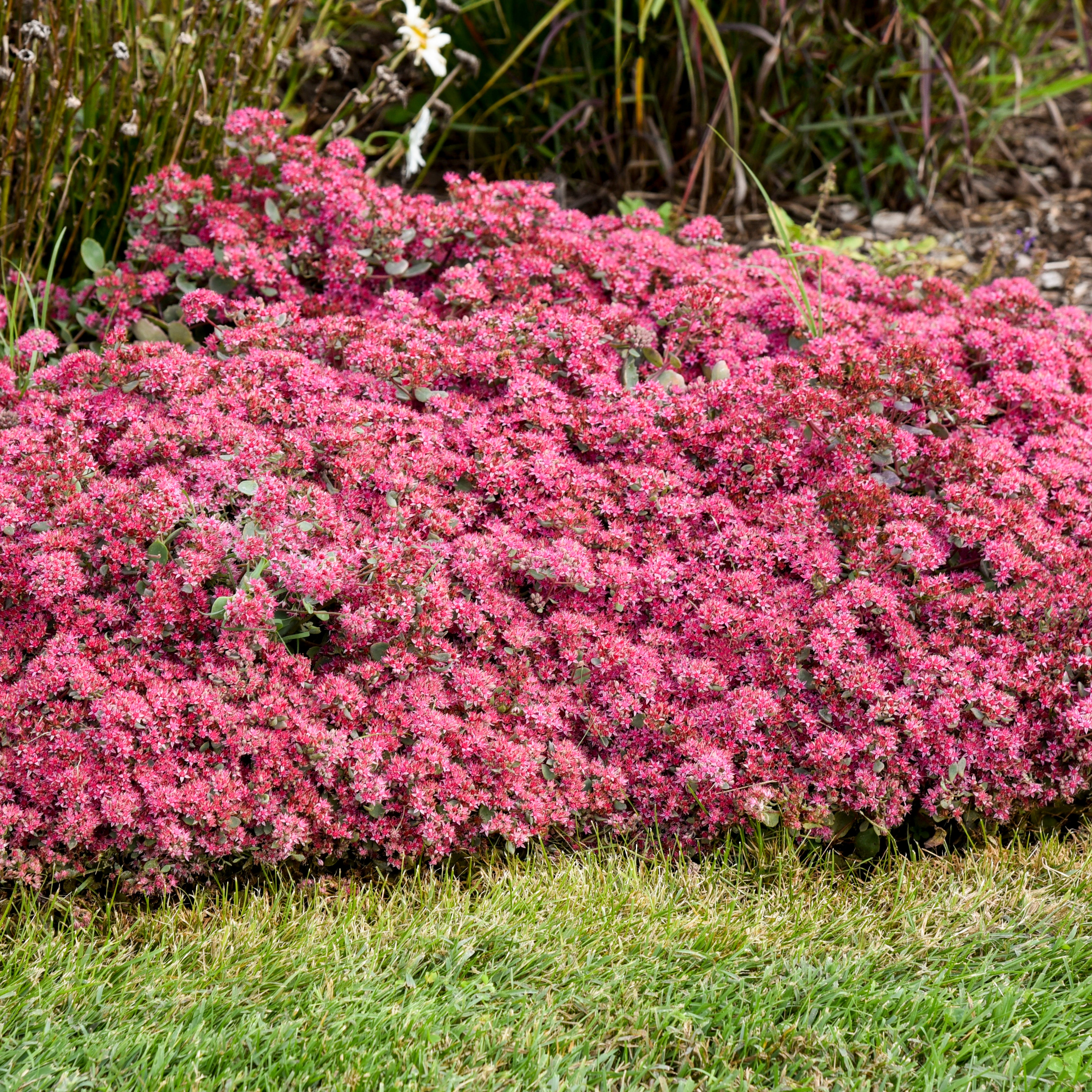 Sedum Superstar - Rock and Round – New Blooms Nursery