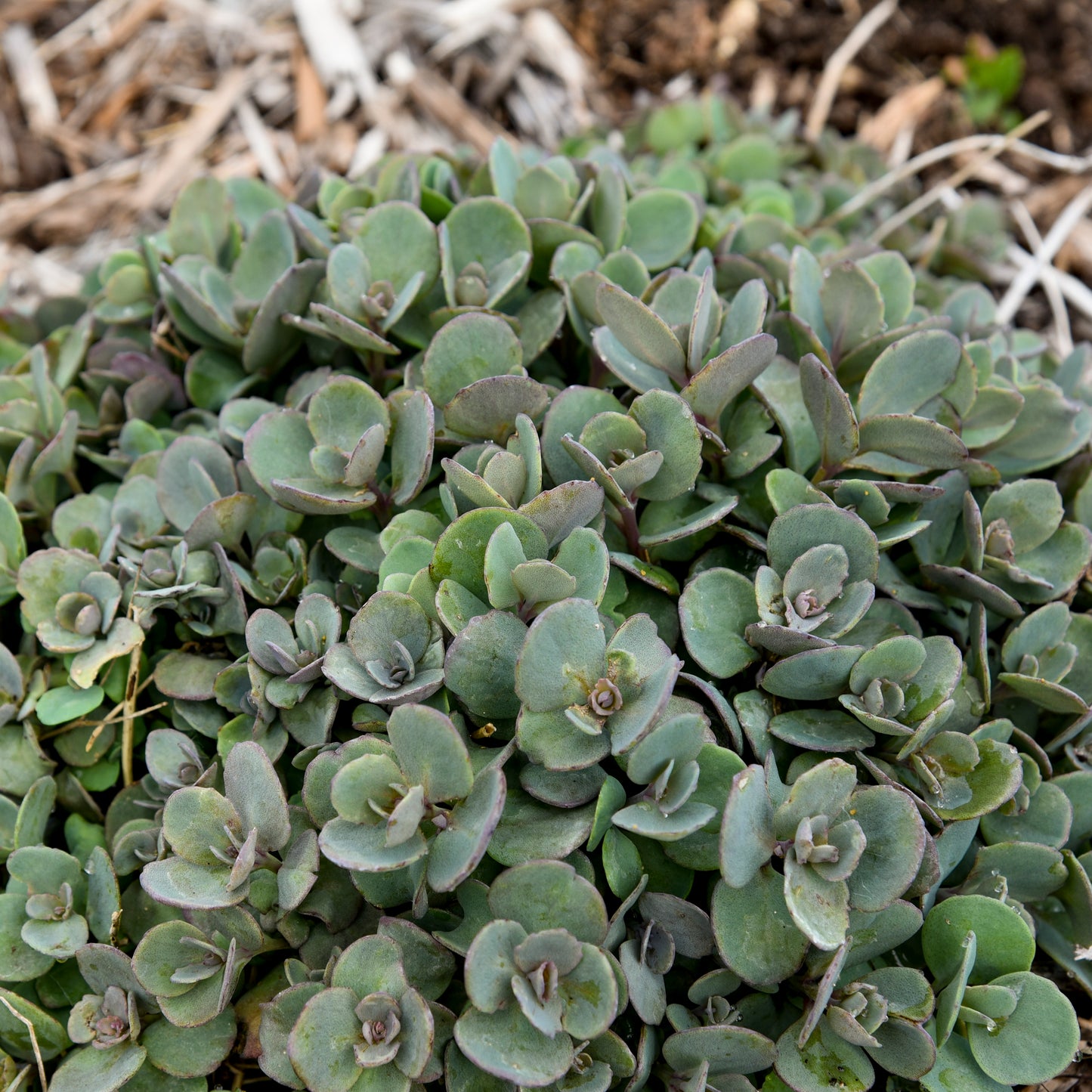 Sedum Superstar - Rock and Round – New Blooms Nursery
