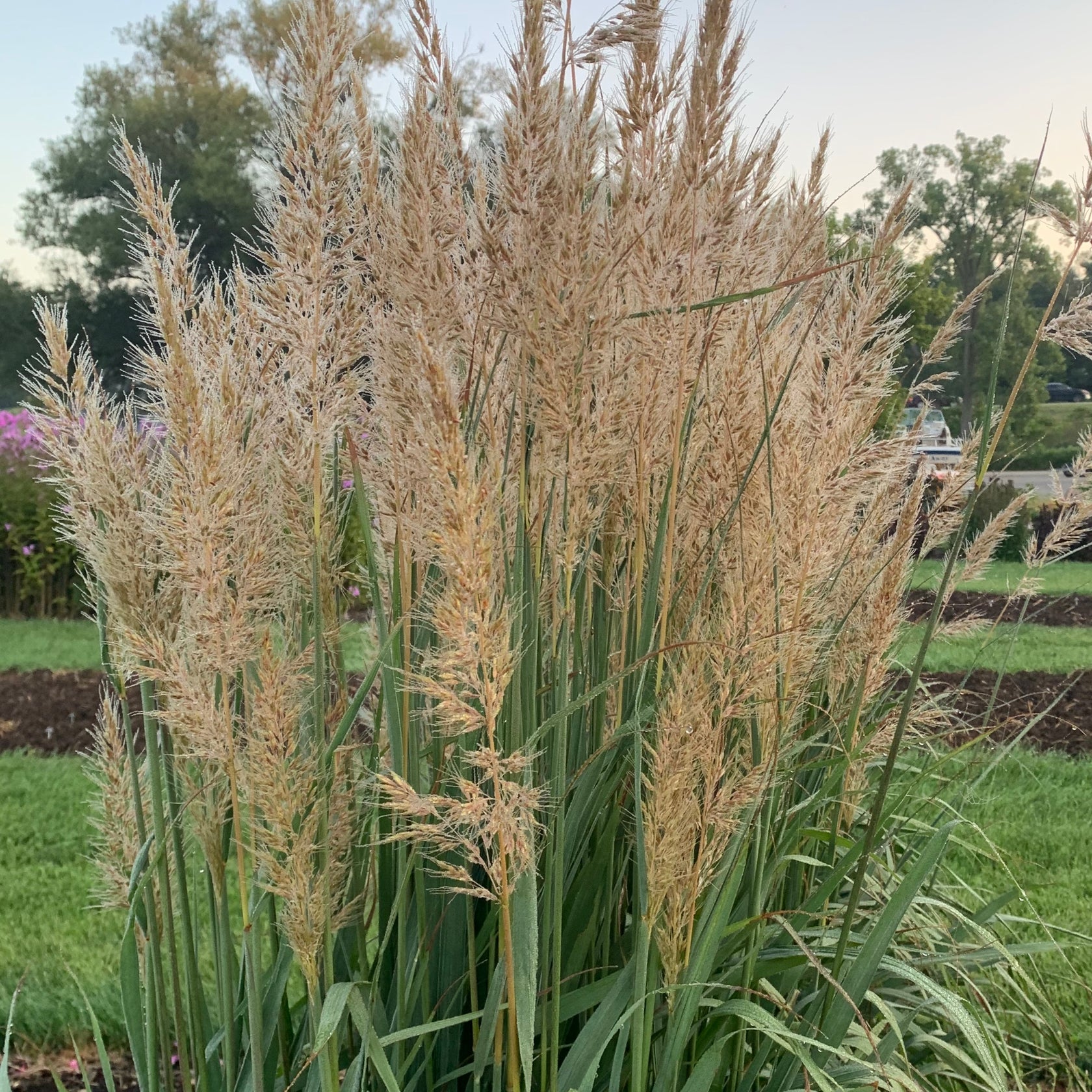Golden Sunset Yellow Prairie Grass – New Blooms Nursery