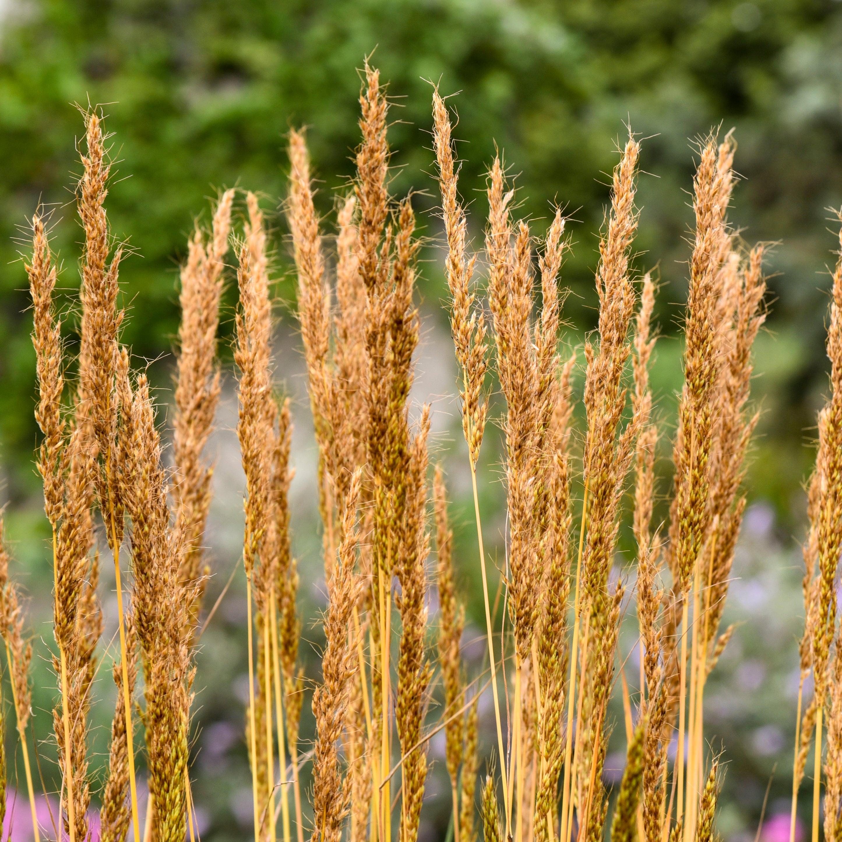 Golden Sunset Yellow Prairie Grass – New Blooms Nursery