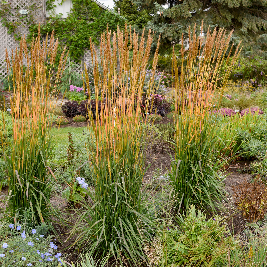 Golden Sunset Yellow Prairie Grass – New Blooms Nursery