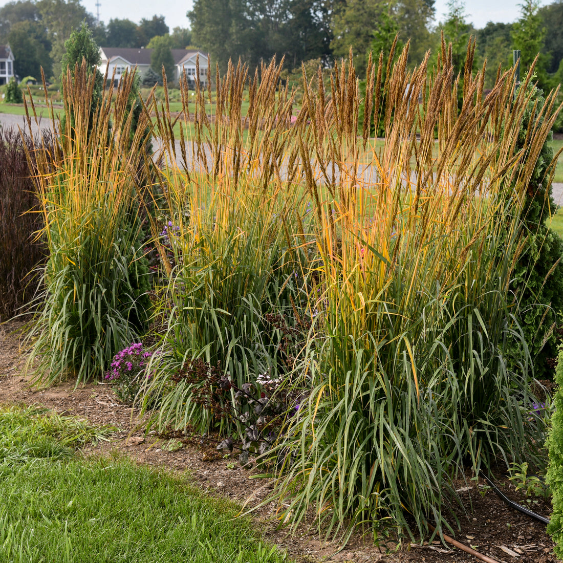 Golden Sunset Yellow Prairie Grass – New Blooms Nursery