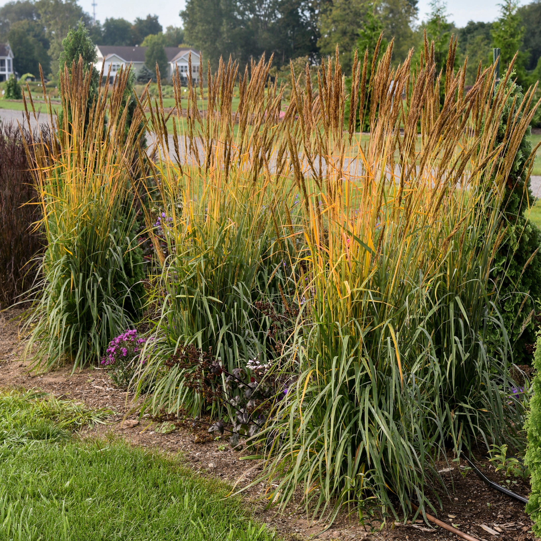 Golden Sunset Yellow Prairie Grass – New Blooms Nursery