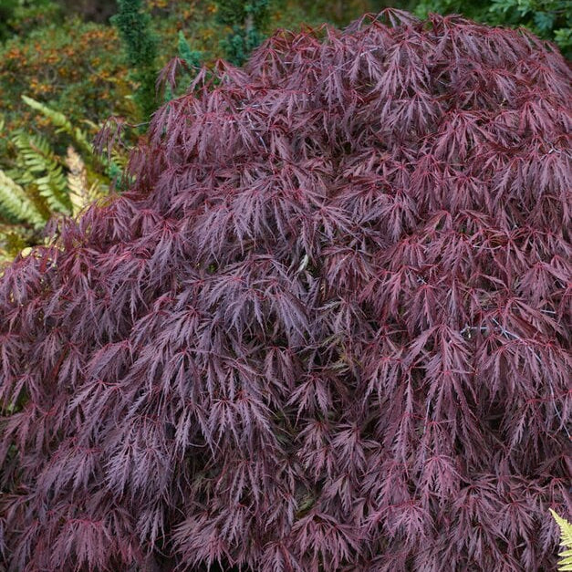 Tamukeyama Japanese Maple – New Blooms Nursery