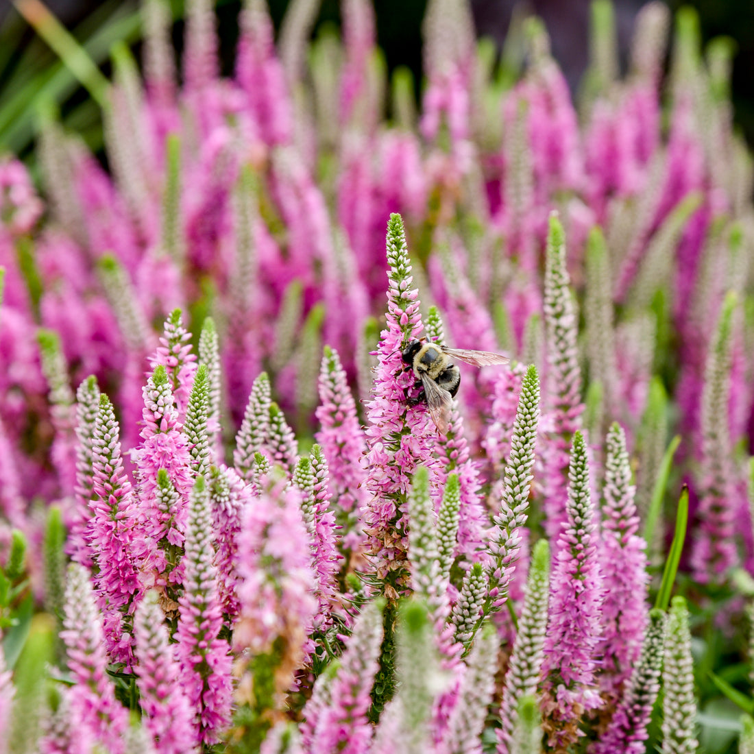 Veronica 'Pink Potion' - Spike Speedwell – New Blooms Nursery