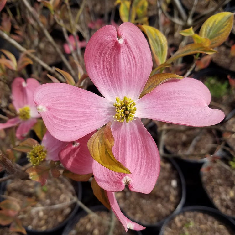 Cherokee Sunset Flowering Dogwood – New Blooms Nursery
