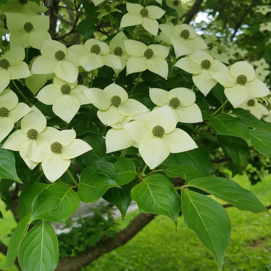 Greensleeves Kousa Dogwood – New Blooms Nursery