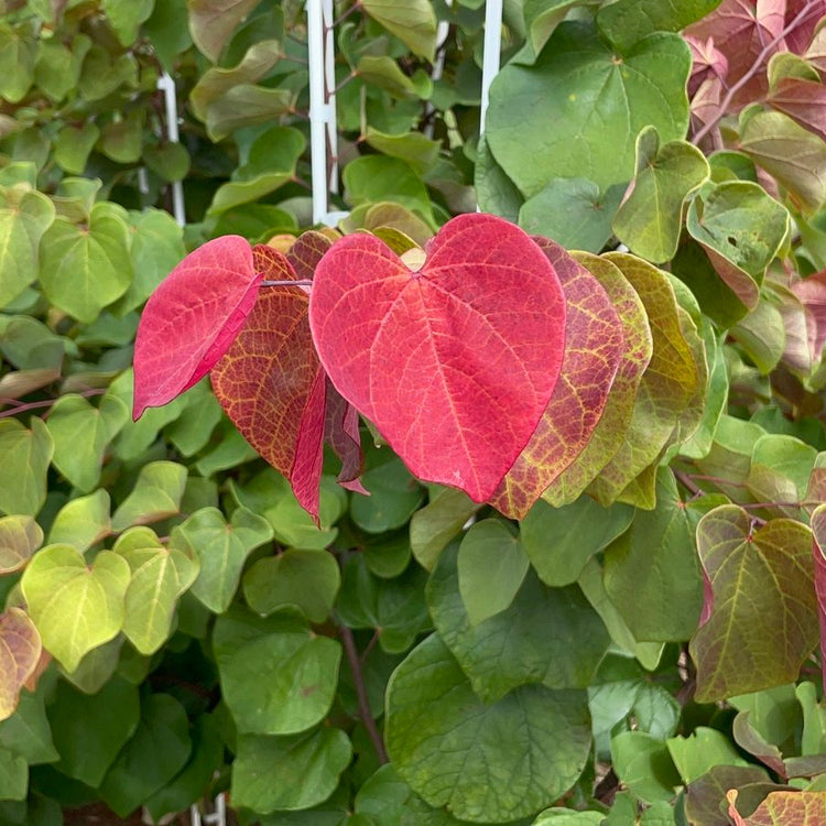 Hearts A'fire Redbud – New Blooms Nursery