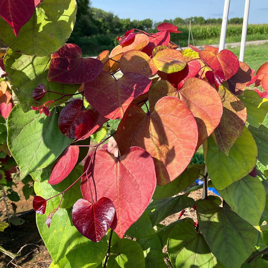 Hearts A'fire Redbud – New Blooms Nursery
