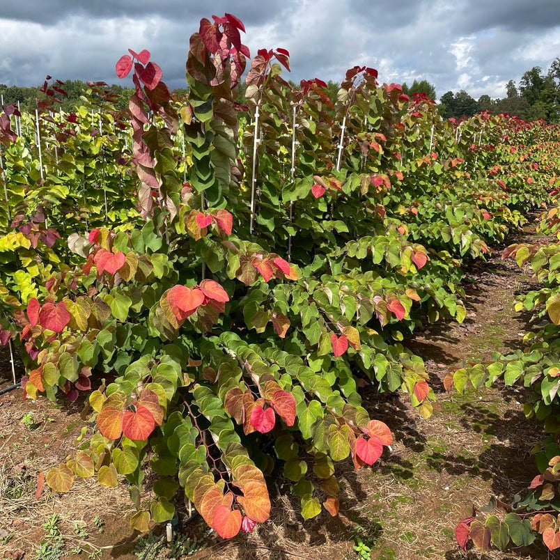 Hearts A'fire Redbud – New Blooms Nursery