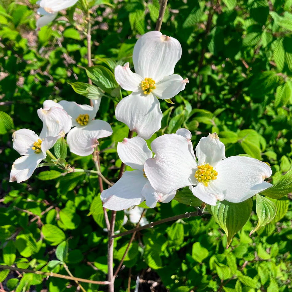 Cherokee Princess® Dogwood – New Blooms Nursery