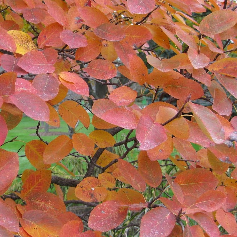 Autumn Brilliance Serviceberry – New Blooms Nursery