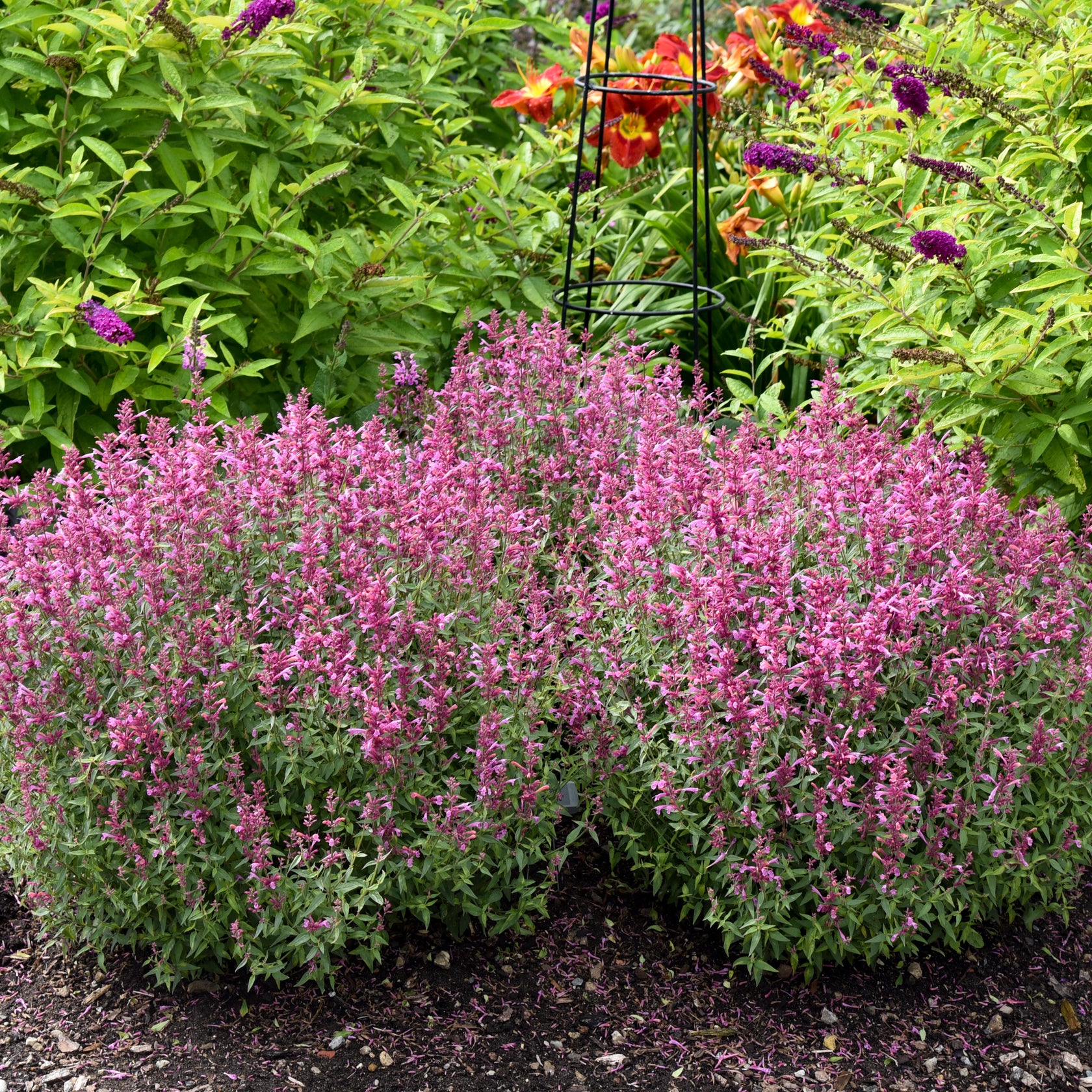 Agastache Rosie Posie - Anise Hyssop – New Blooms Nursery