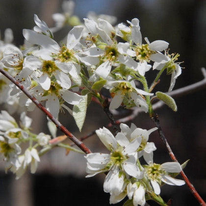 Autumn Brilliance Serviceberry – New Blooms Nursery