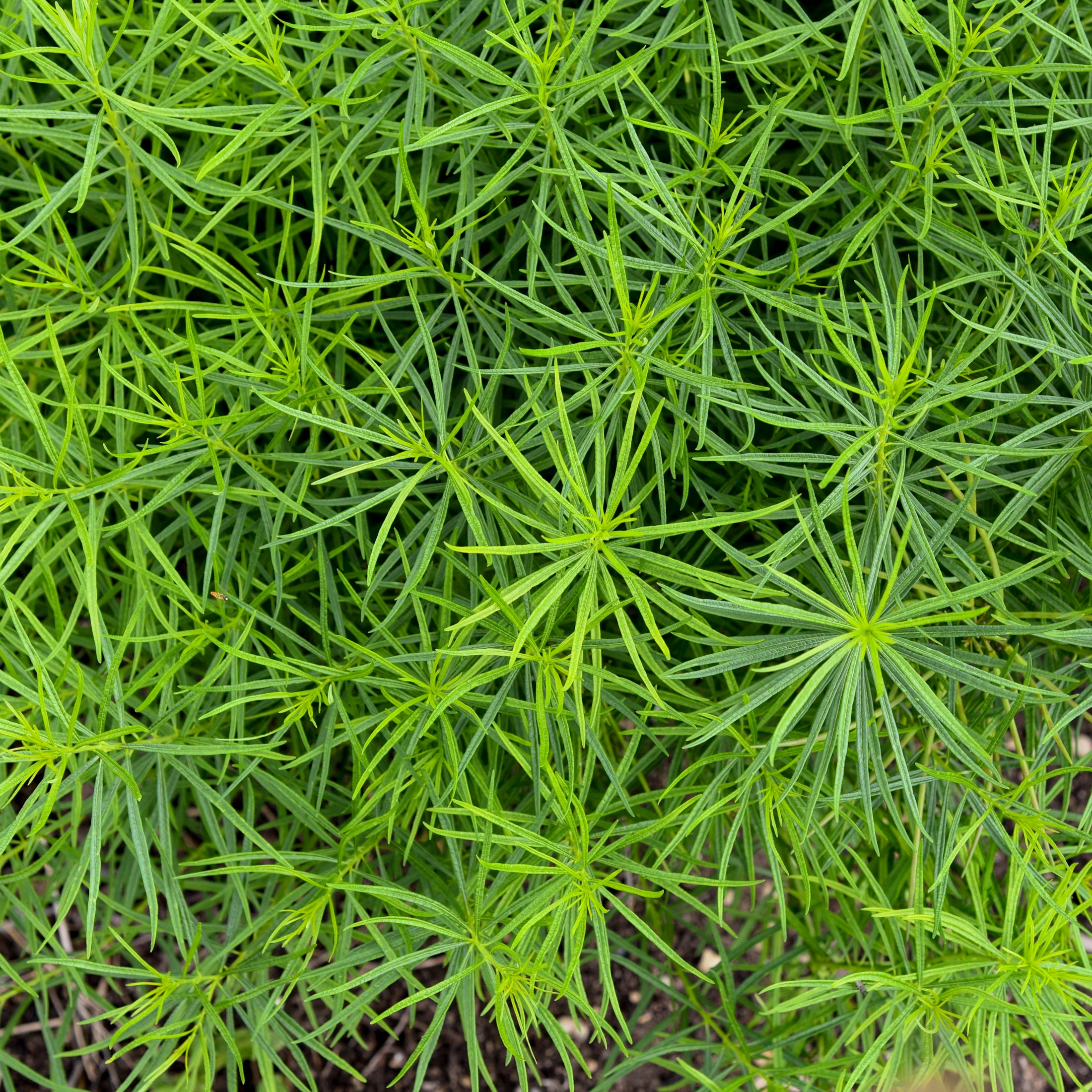 Amsonia 'String Theory' – New Blooms Nursery