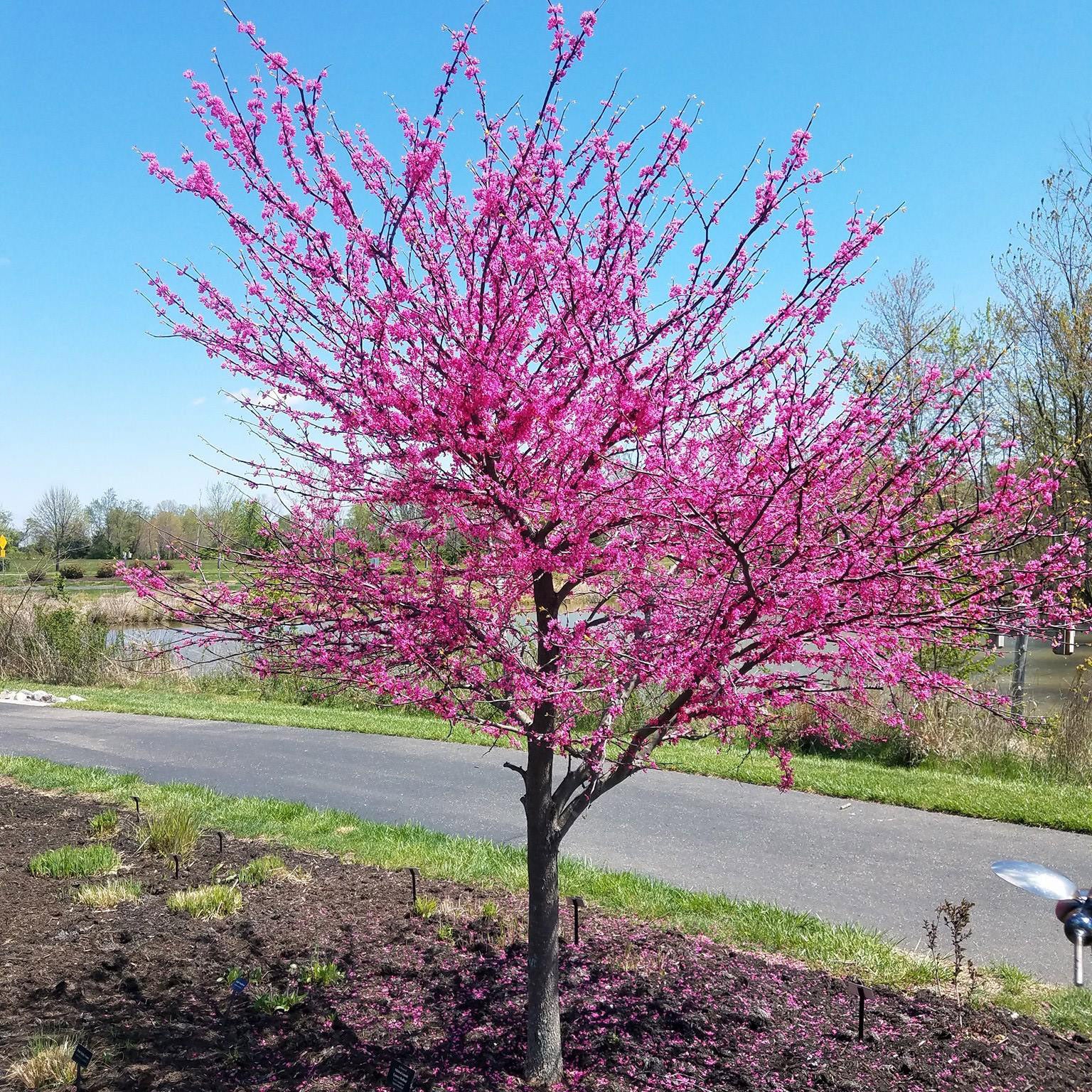 Appalachian Red Redbud – New Blooms Nursery