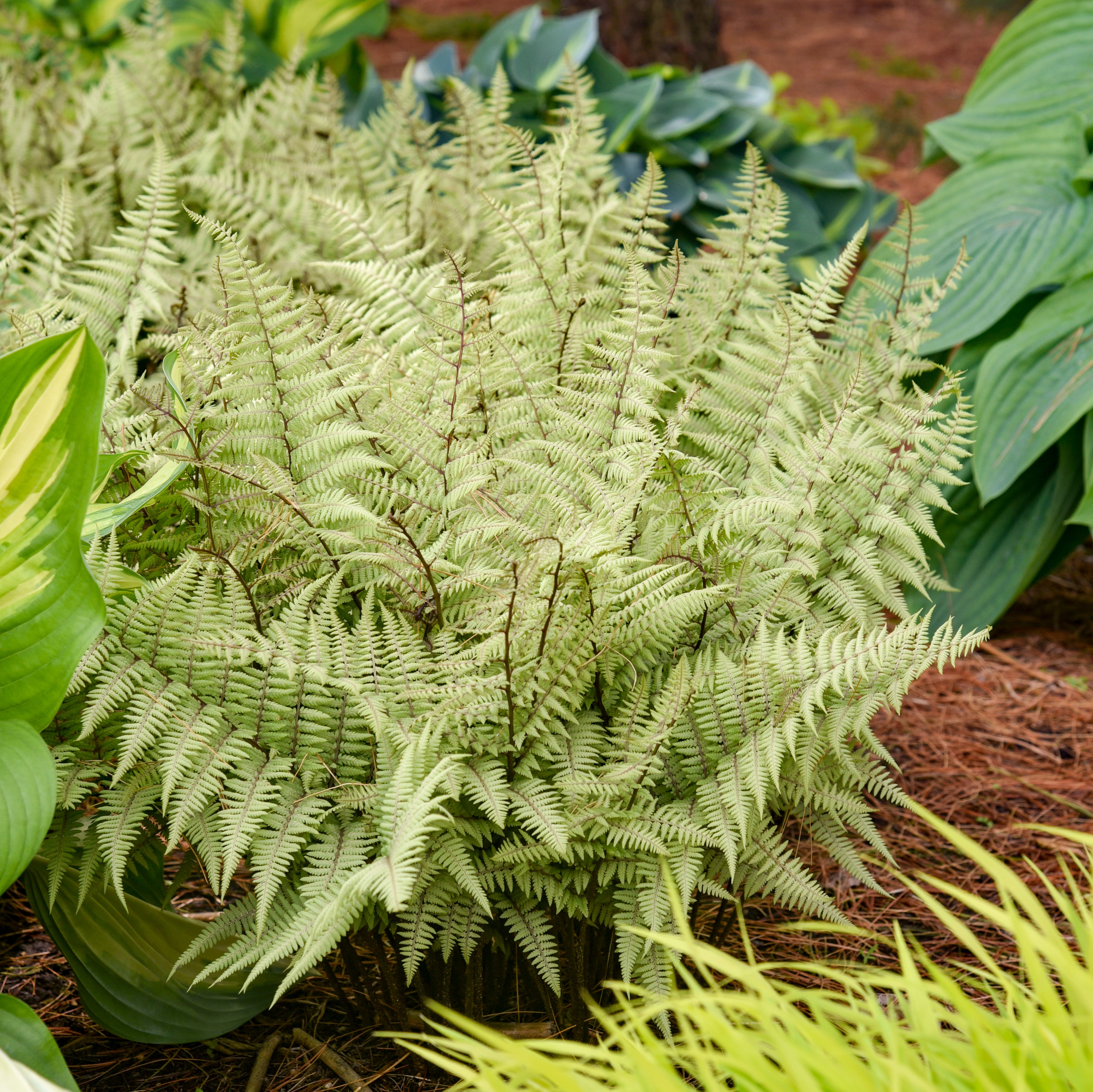 Athyrium Ghost - Fern – New Blooms Nursery