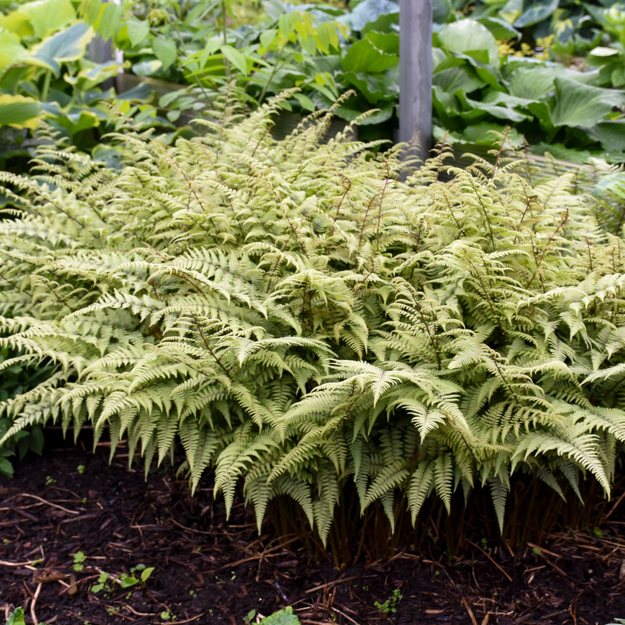 Athyrium Ghost - Fern – New Blooms Nursery