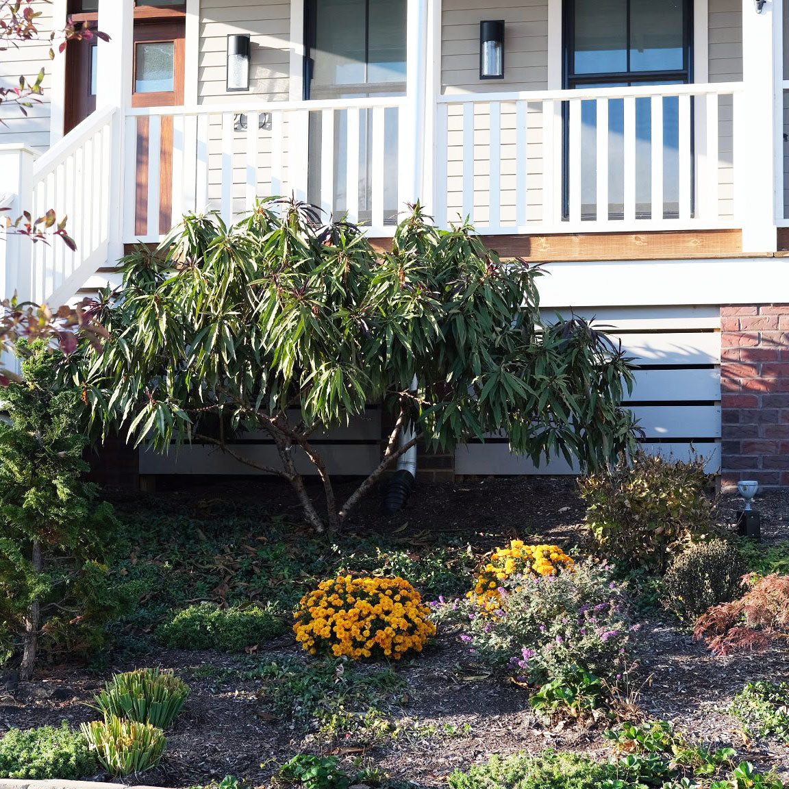 Ornamental Dwarf Peach Tree