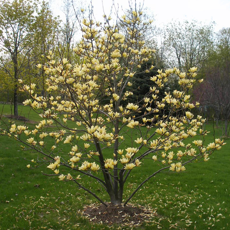 Magnolia 'Butterflies' – New Blooms Nursery