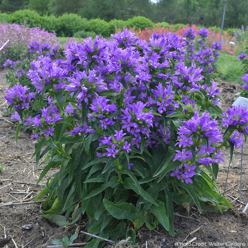 Campanula Glomerata 'Freya' - Clustered Bellflower – New Blooms Nursery
